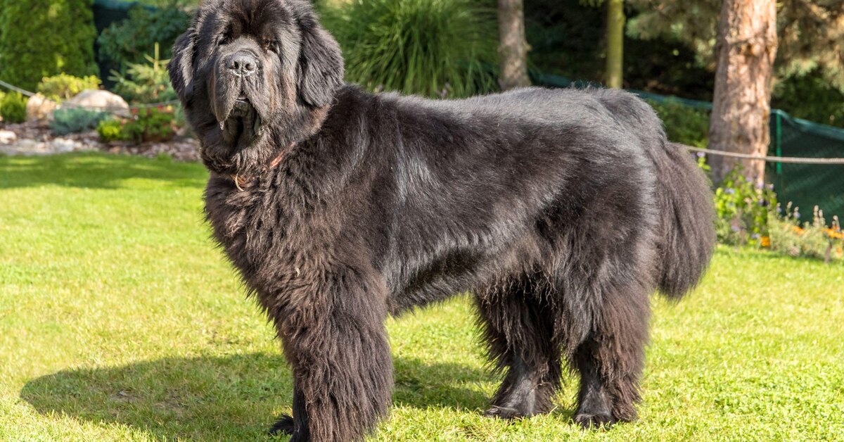 Самые большие собаки: топ крупных пород собак с фото и названиями