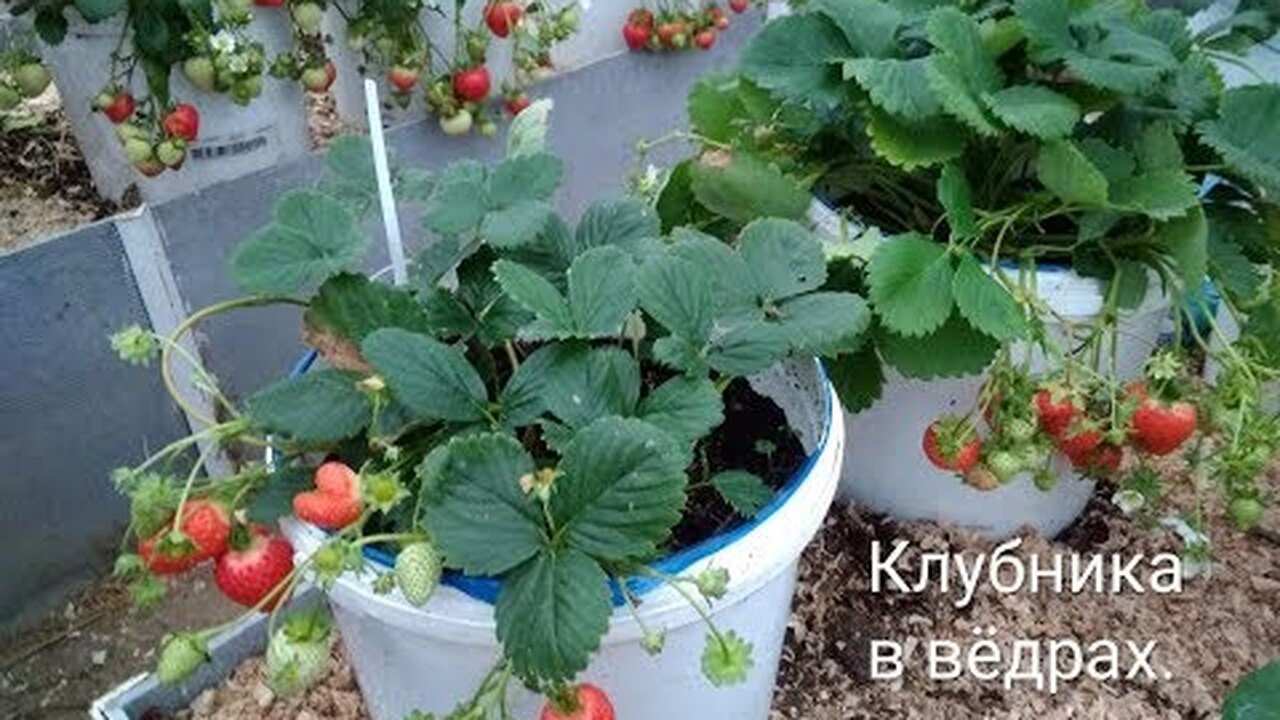 Клубника в горшках: уход и выращивание в домашних условиях, пересадка ...