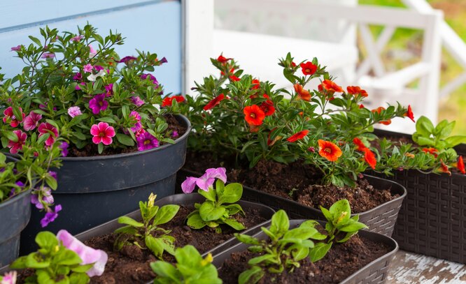 Květiny Calibrachoa a jejich pěstování ze semen: výsadba a péče