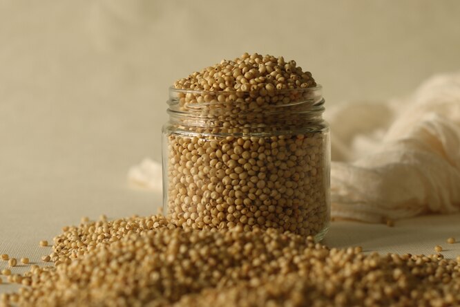 Дурра и сорго одно и тоже. Польза и вред сорго, рецепты из сорго