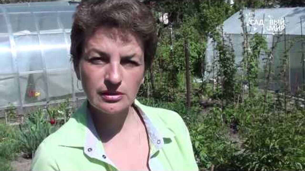 Angreštový oheň na angreštu: jak bojovat a zpracovat