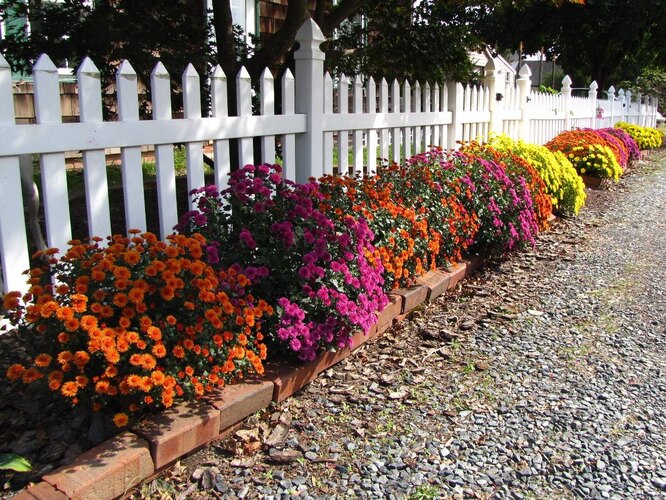 Nejlepší hraniční květiny k výsadbě sazenic