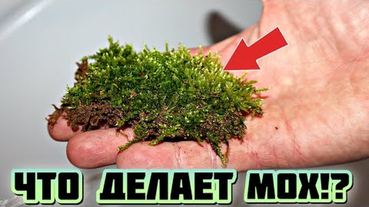 5 způsobů, jak využít lesní mech ve vaší zahradě