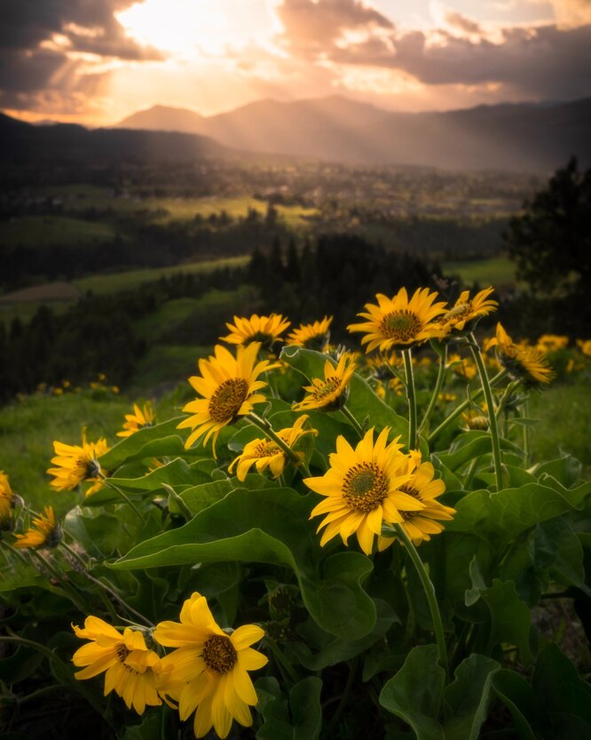 Slunečnice, popis, druhy a odrůdy, foto, podmínky pěstování, péče ...